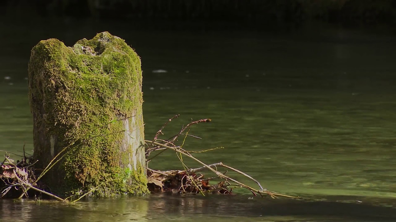 Free Stock River Video | No Copyright - YouTube