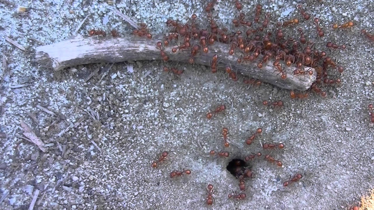 Amazon King Fire Ants - YouTube