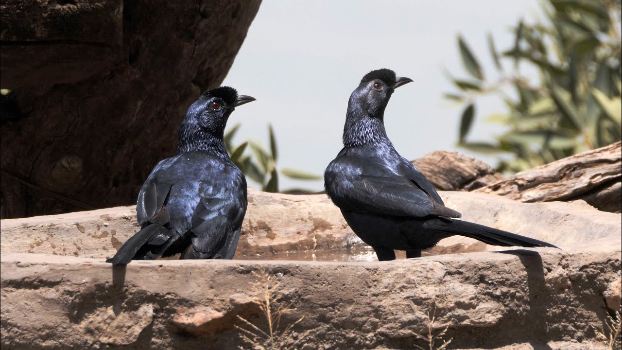 Bristle-crowned Starling : Call and Bathing - YouTube