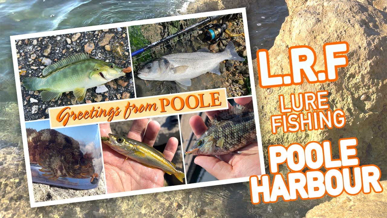 Ultra Light Lure fishing! LRF multi-species fishing in Poole Harbour ...