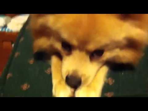 Please let me win! - YouTube