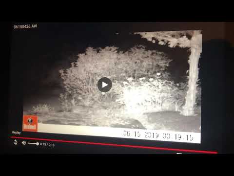 2019 mountain lion in Pennsylvania / definitive proof