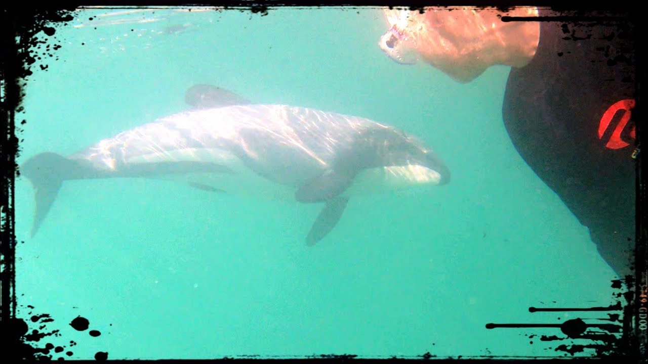Amazing Swim With the RAREST Dolphins in the World! Wild Hector's ...