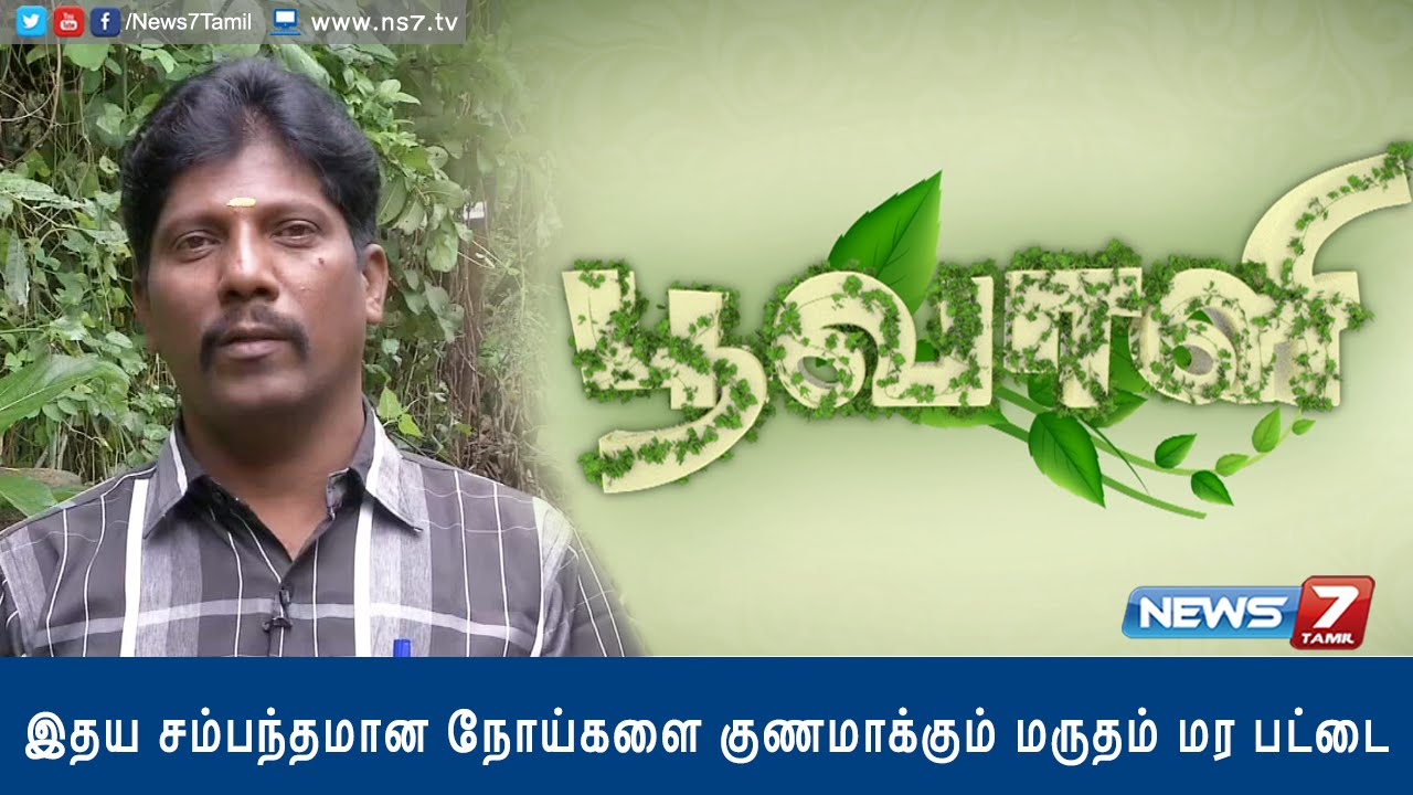 Marutham tree pattai Kashayam helps to fight heart related diseases ...