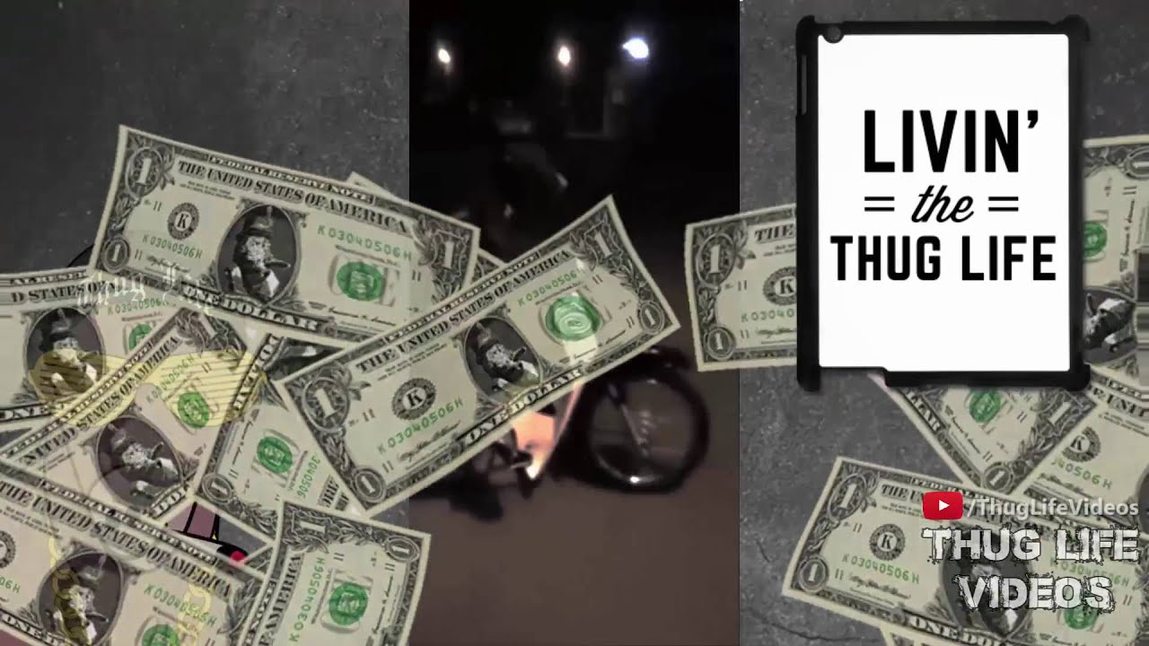 Animal Thug Life Compilation #19 - YouTube