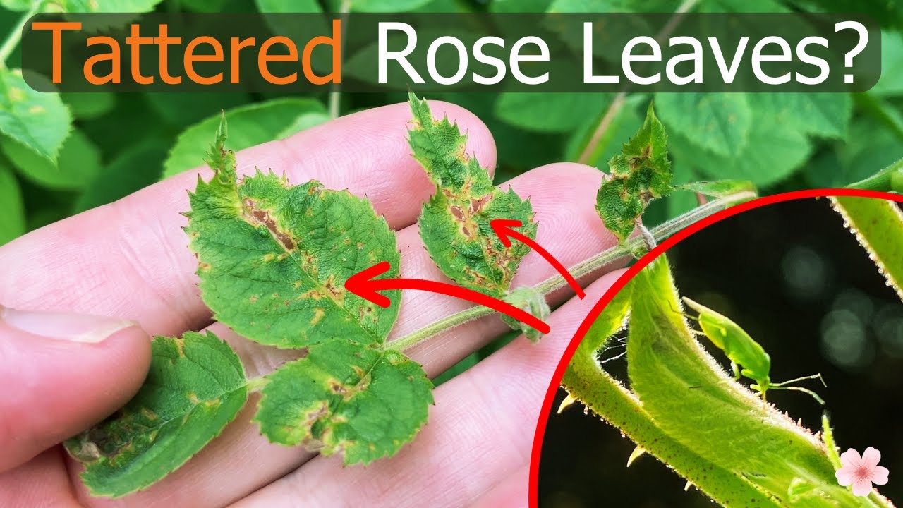 Capsid Bugs: Solve Distorted, Tattered Holes in Rose Leaves - YouTube