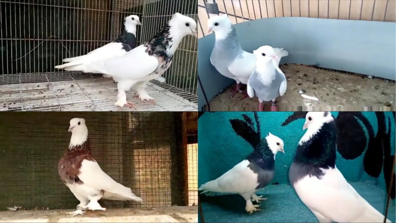 Best Colourful Neck Pigeon Collections - YouTube
