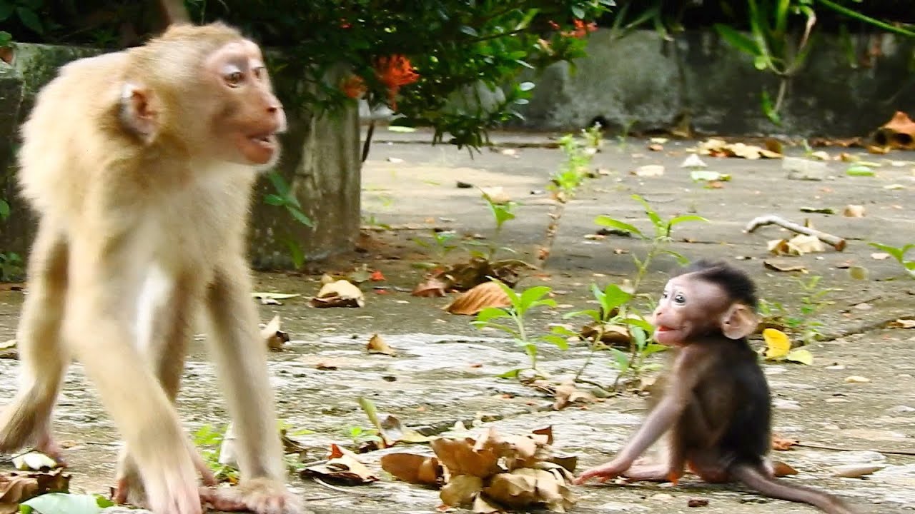 So funny baby TESSA is chatting or playing with monkey MARIO when he ...