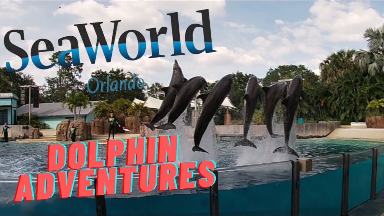 Seaworld Dolphin Adventures Full Show 2024 Orlando Florida Bottlenose ...