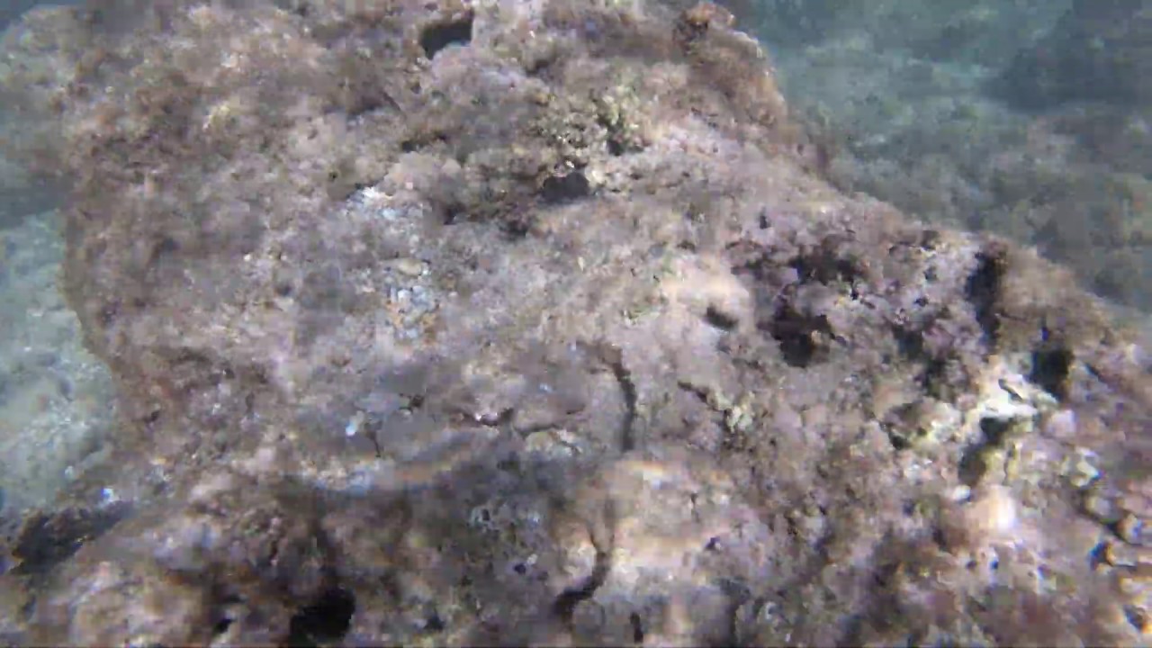 KAUAI ANAHOLA OCTOPUS FEB4, 2020 - YouTube