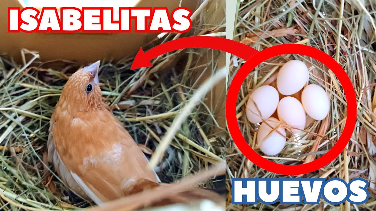 CRÍA DE ISABELITA DEL JAPÓN - YouTube