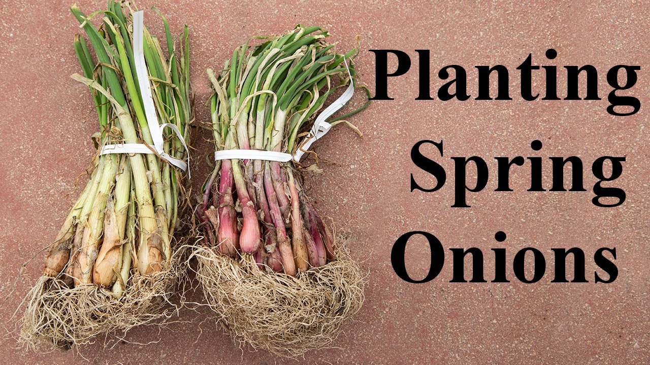 Planting Spring Onions - YouTube