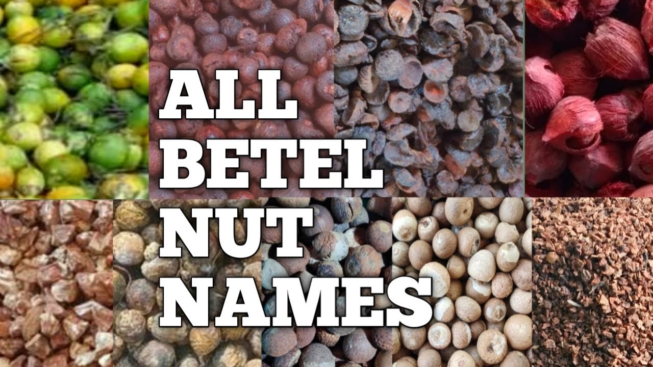 ALL BETEL NUT NAMES | ARECANUT NAME WITH PICTURES - YouTube