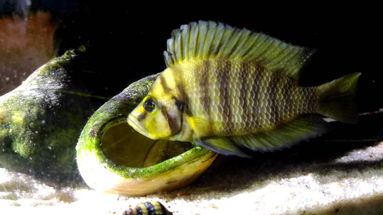 Altolamprologus compressiceps "Chaitika" pair guarding eggs & fry - YouTube