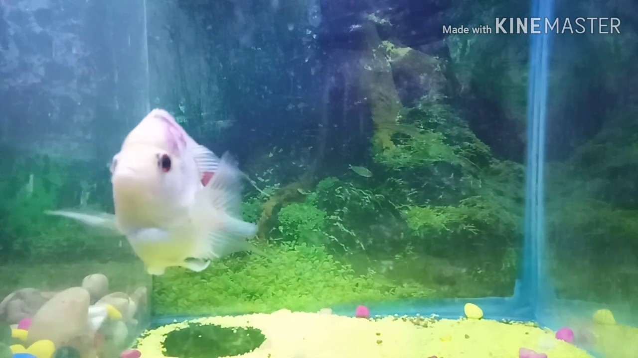 Parrot flower horn || 6 months growth || My lucky charm "Aqua" - YouTube