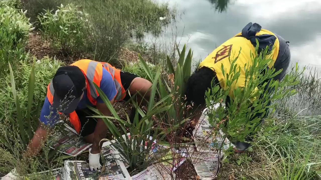 Planting native vegetation species with the Maori in New Zealand - YouTube