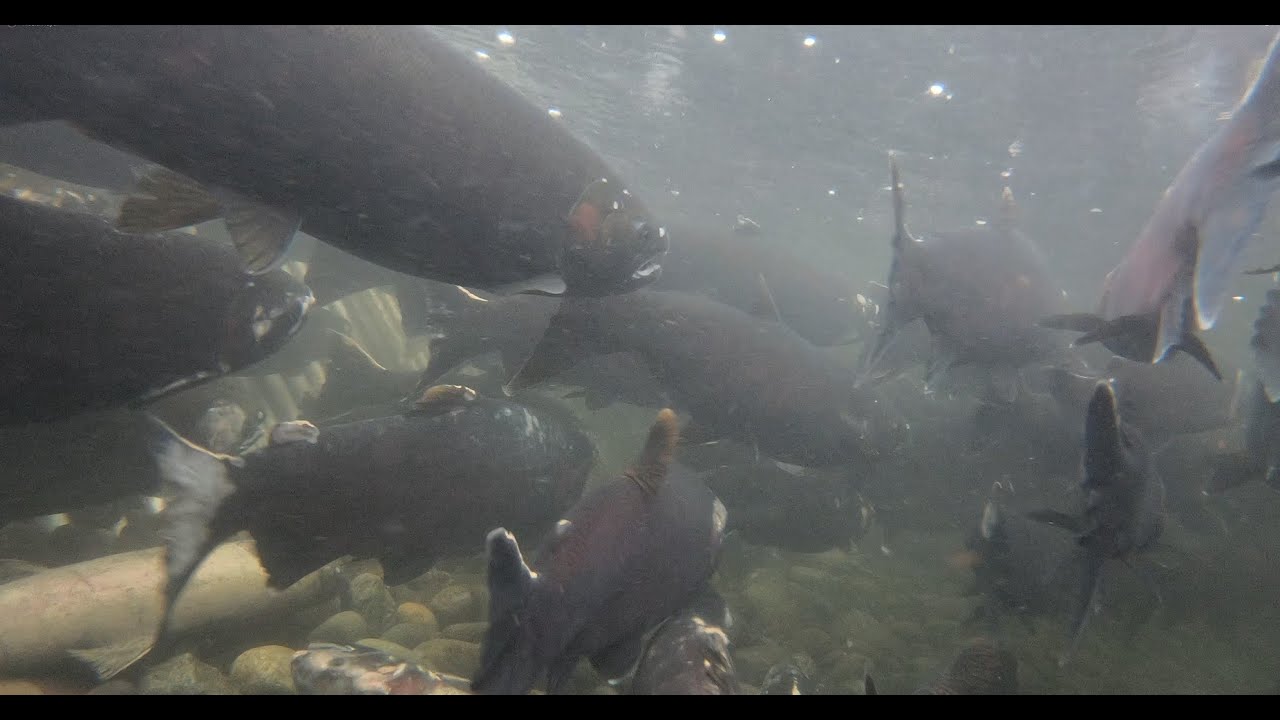 Thousands of fish trapped in the river. Underwater footage!!! - YouTube