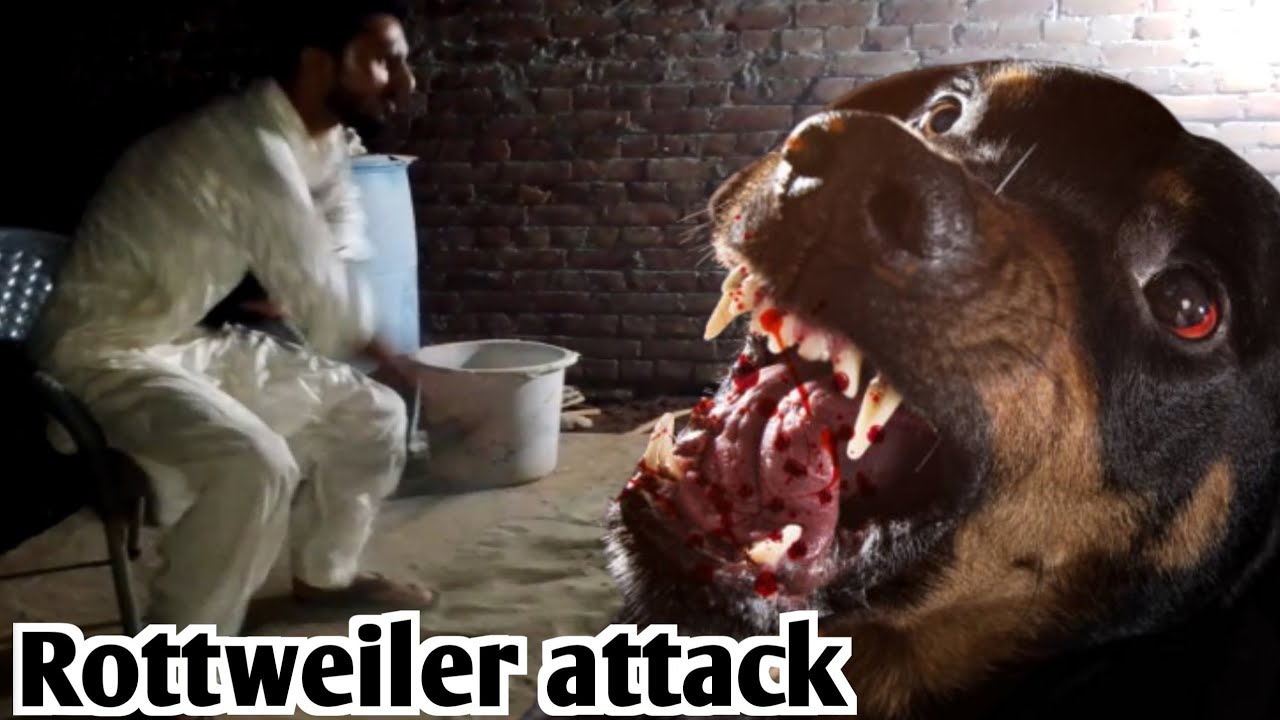 rottweiler dogs Attack|| dogs attacked on rooster|| aggressive dogs ...