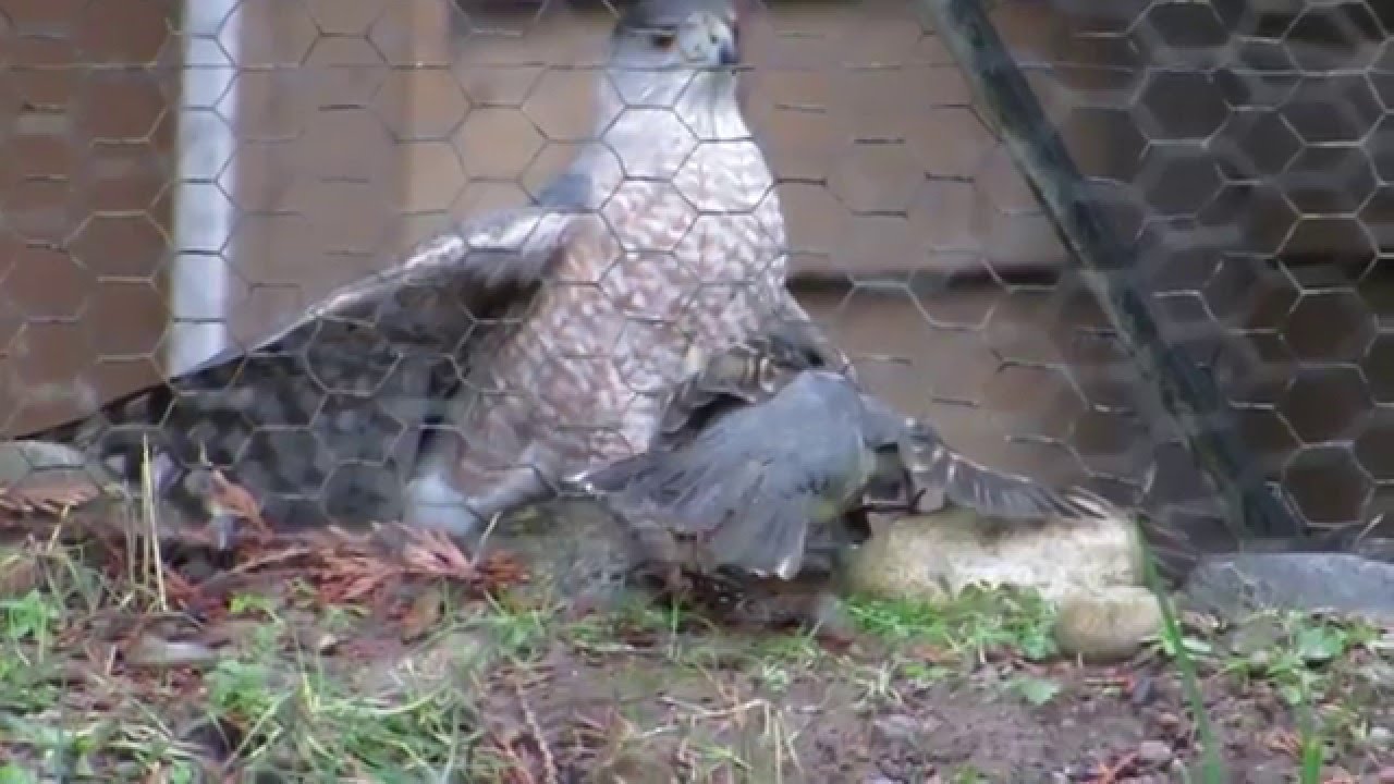 01/12/16 RHM Adult Male Cooper's Hawk Makes Kill at Geo-Dome 1436-D-7 ...