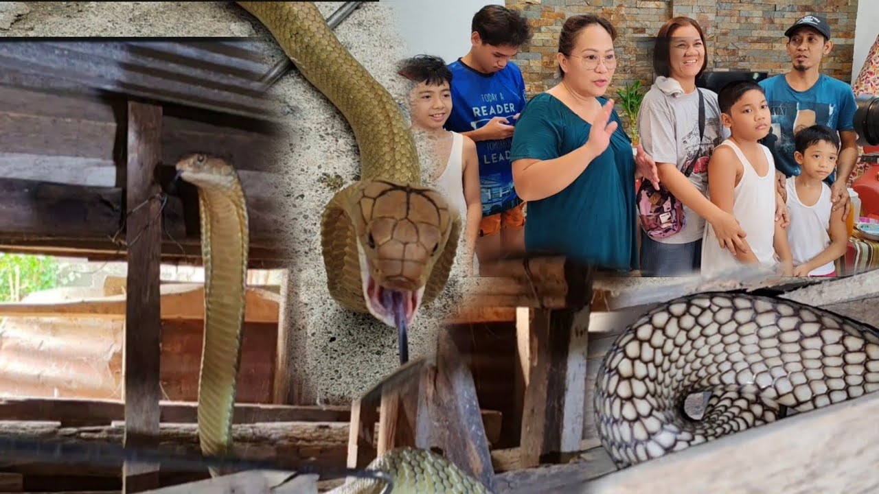MONSTER KING COBRA NAPALABAN SI COBRA PRINCE #cobraprince - YouTube