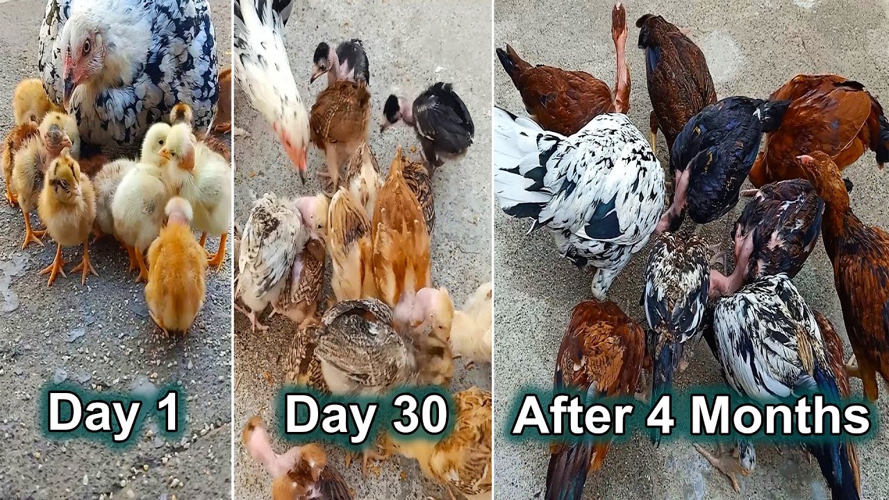 Complete Growth video from day 1 to 4 months results. Hen harvesting ...