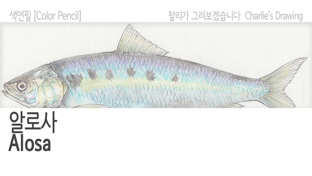 어류[Fish]13 - 알로사(Alosa) - YouTube