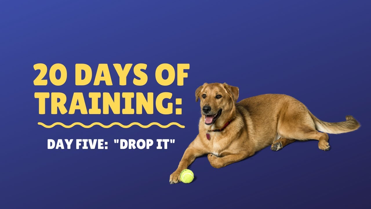 TEACH YOUR DOG 'DROP IT' - "20 Days of Training" Series - YouTube