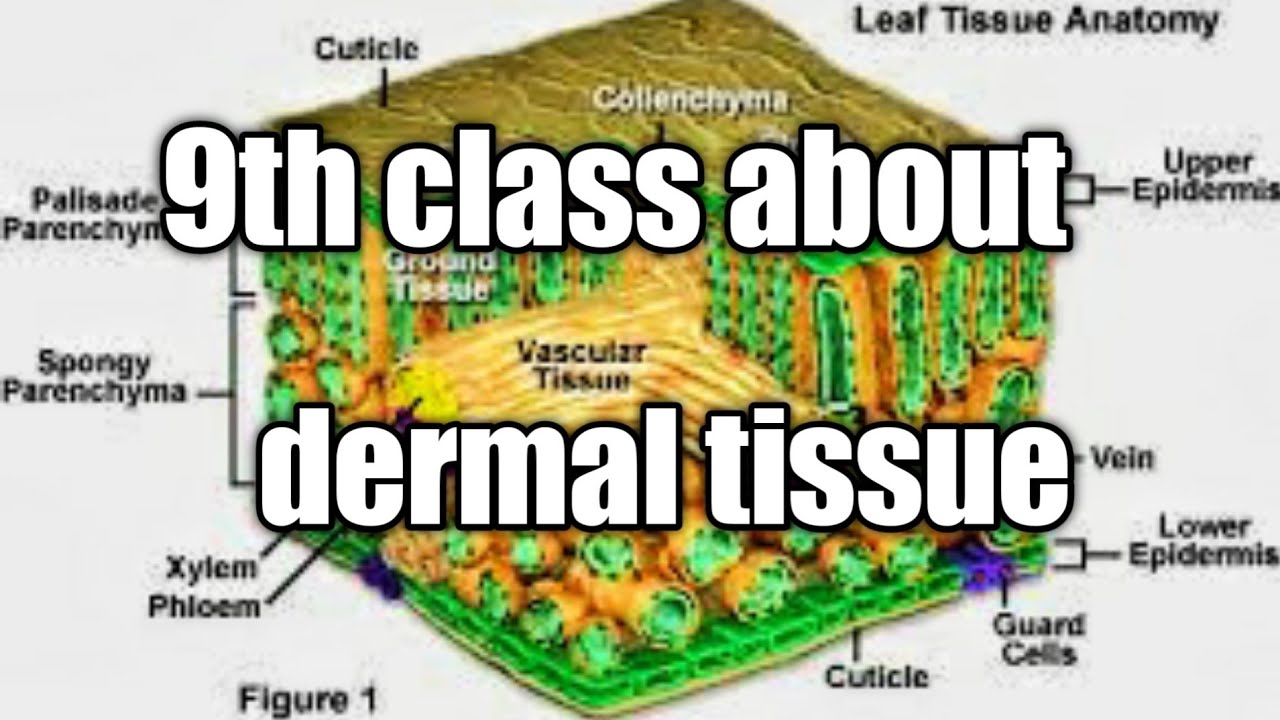 9th class biology 2nd chapter information of dermal tissue - YouTube