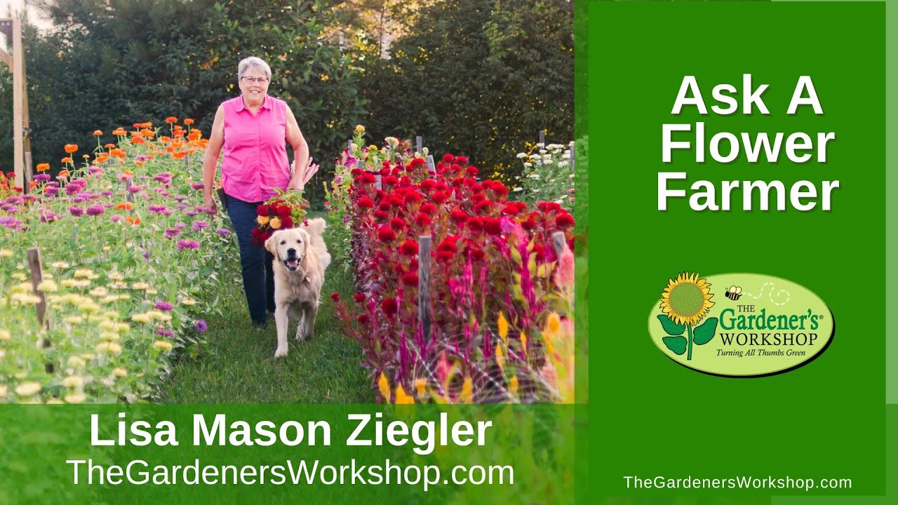 Replay: Ask A Flower Farmer Takeover with Lisa Mason Ziegler - YouTube