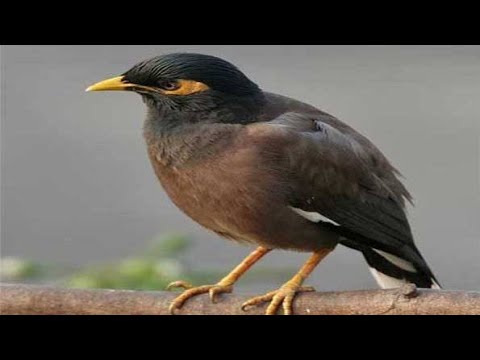 so nice salik pakhi||salik pakhi - YouTube