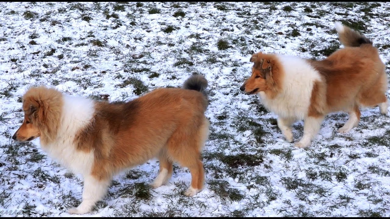 COLLIE rough puppies playing with a new toy - YouTube