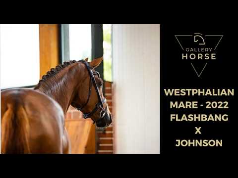 NEW DRESSAGE HORSE - WESTPHALIAN - MARE - 2022 - GHS2654