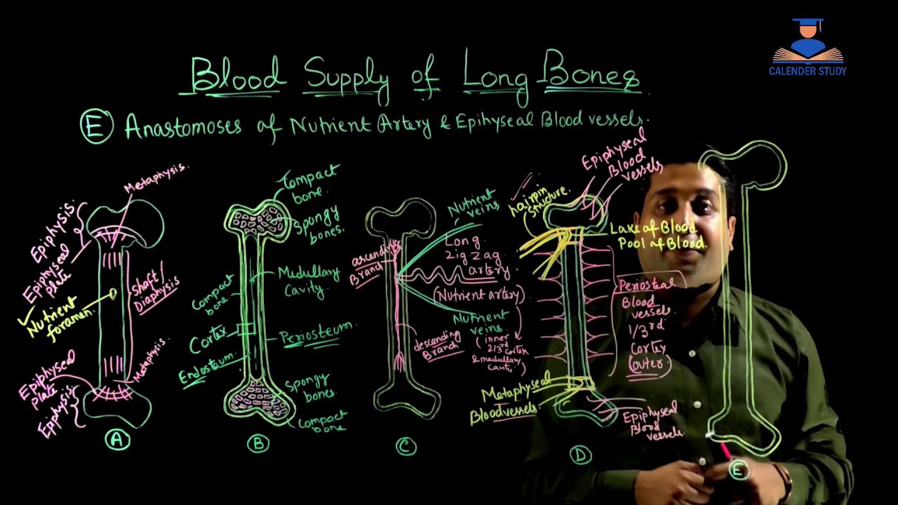 Anatomy - Blood Supply of Long Bones - Everything You Need to Know ...