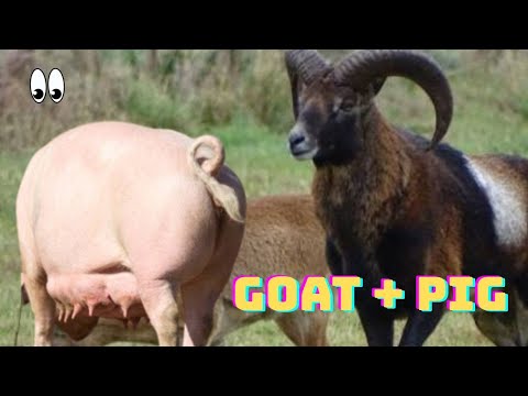 Cool hybrid animals sheep and pig 🐑 animals Sheep and Pigs Can They ...