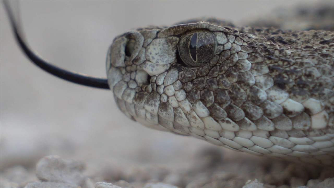 Snake Hunt 2018 Part 3: Finally Snakes! - YouTube