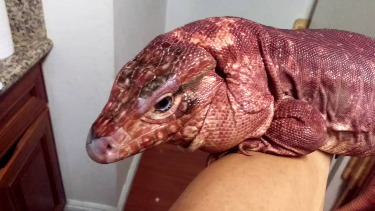 Large Red Tegu - YouTube