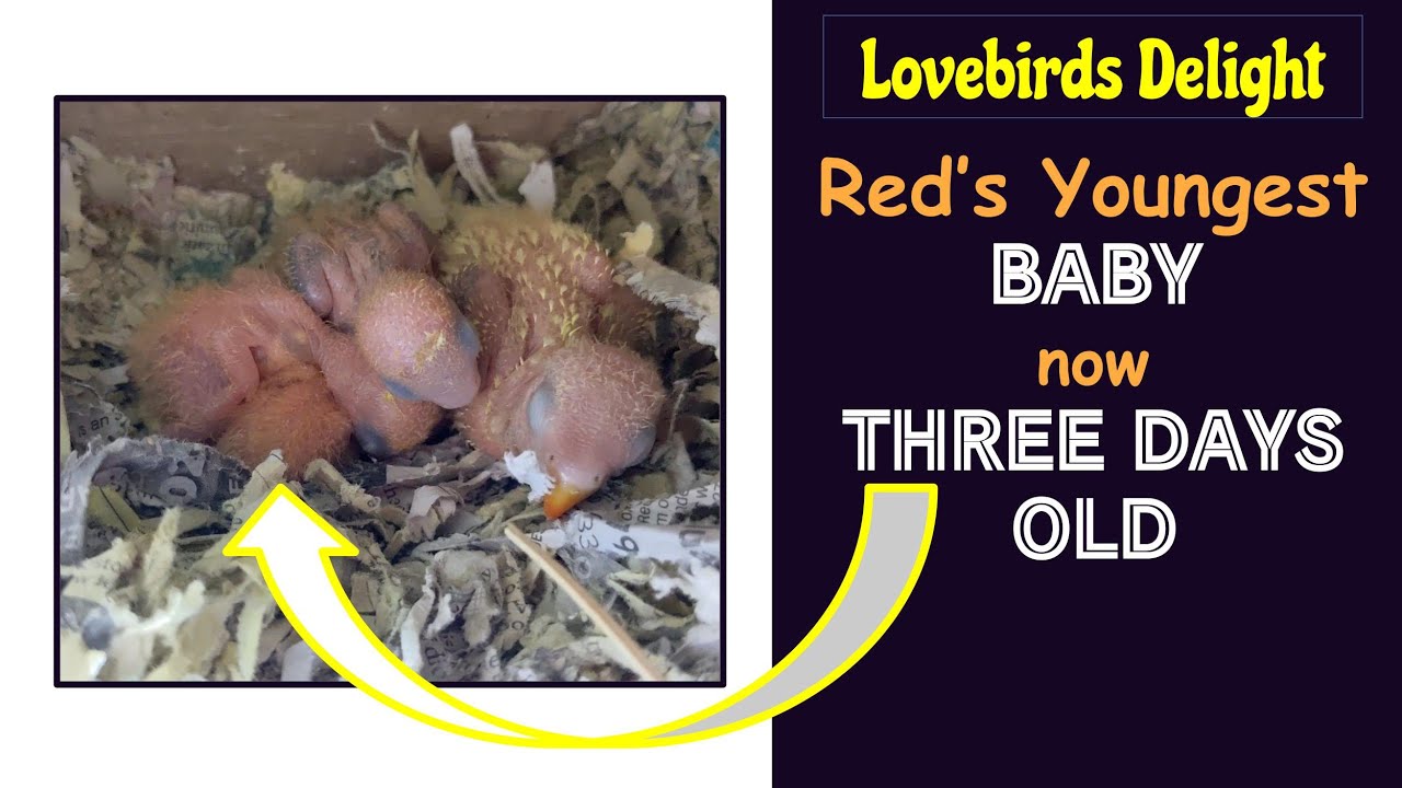 Red's Youngest Baby is now THREE DAYS OLD! | Four Lovebird Hatchlings - YouTube