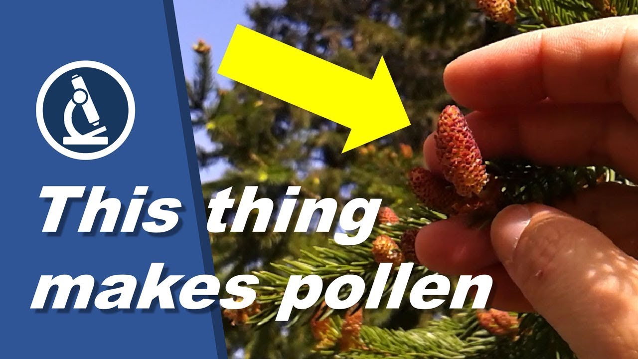 🔬 046 - Pollen microscopy with a DIY slide ringing table | Microscopy ...