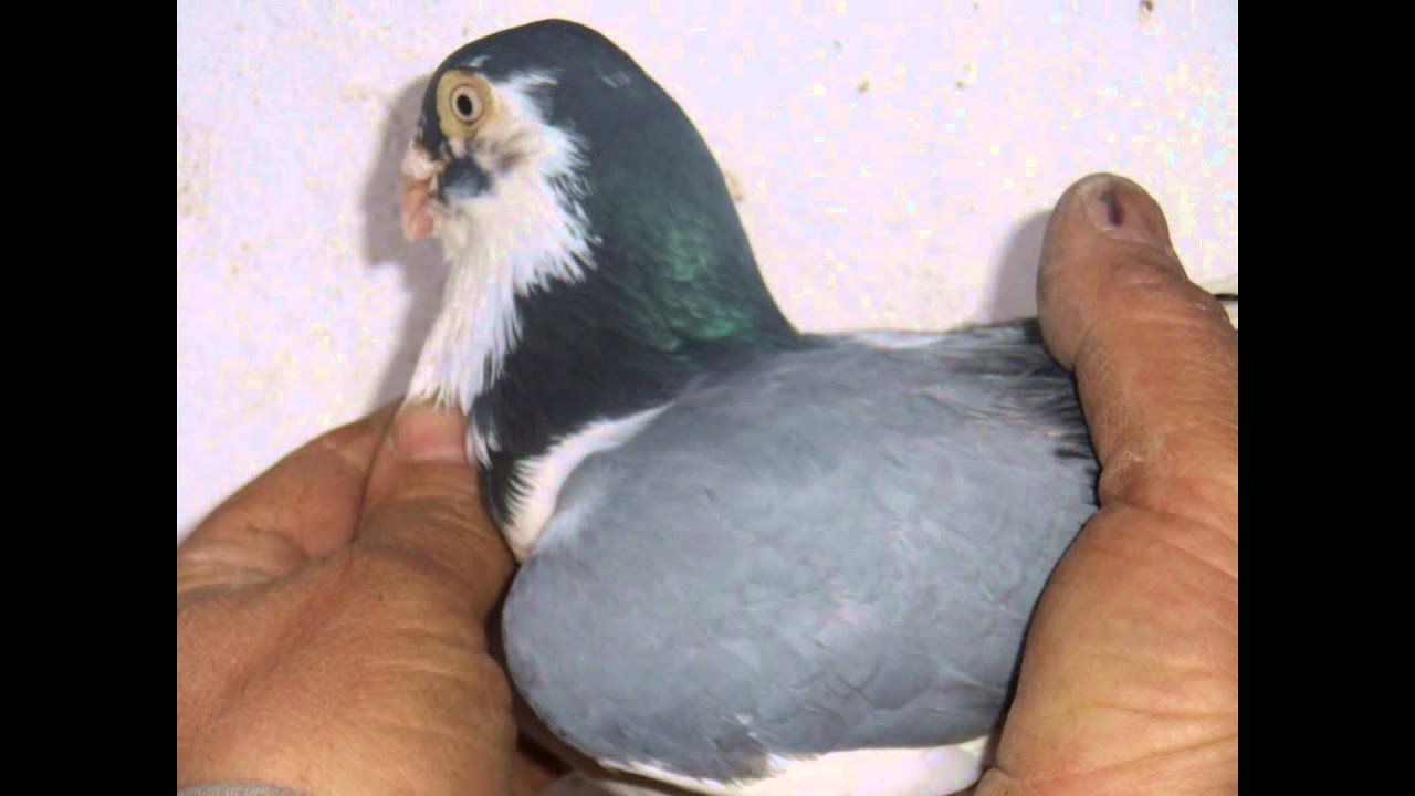 porumbei galateni constanta 0784736595 - YouTube