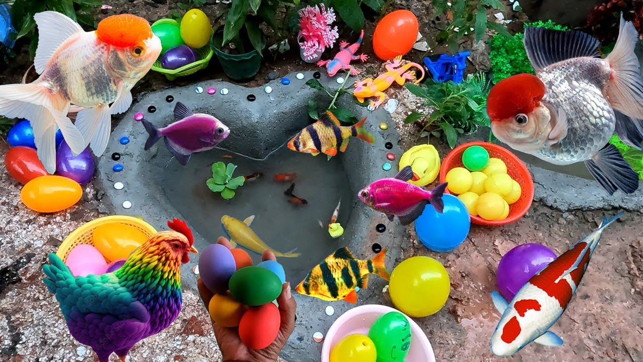 Top video finding colorful fish in surprise eggs, goldfish, koi fish ...
