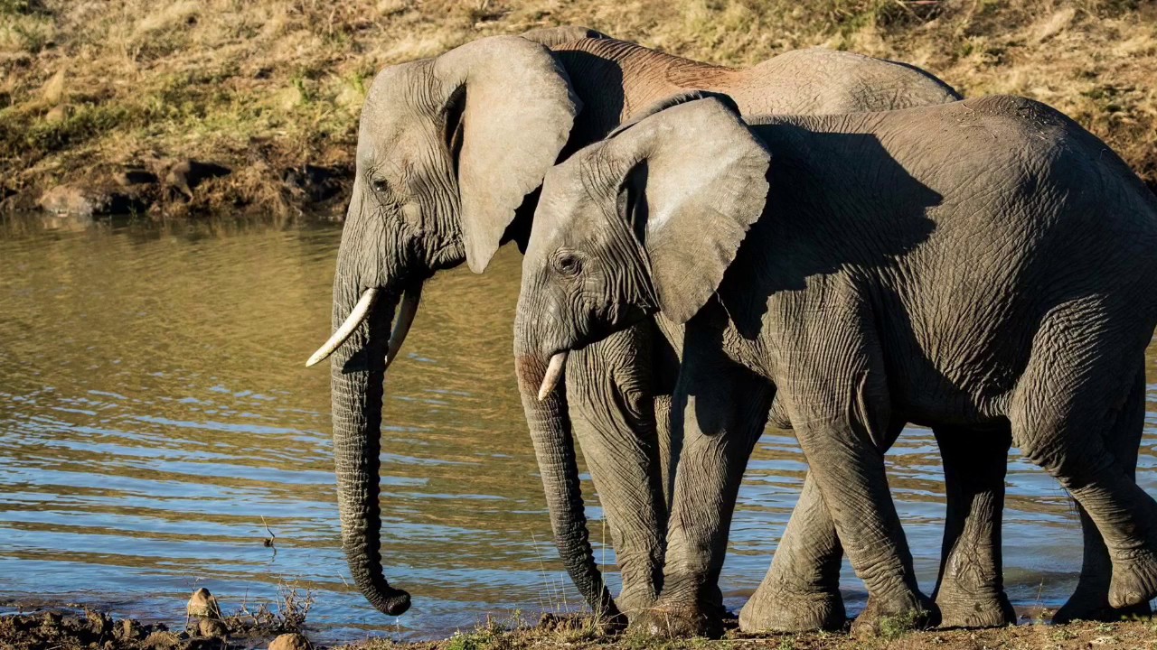 Cheetah Ridge by Tonya Cochran - YouTube