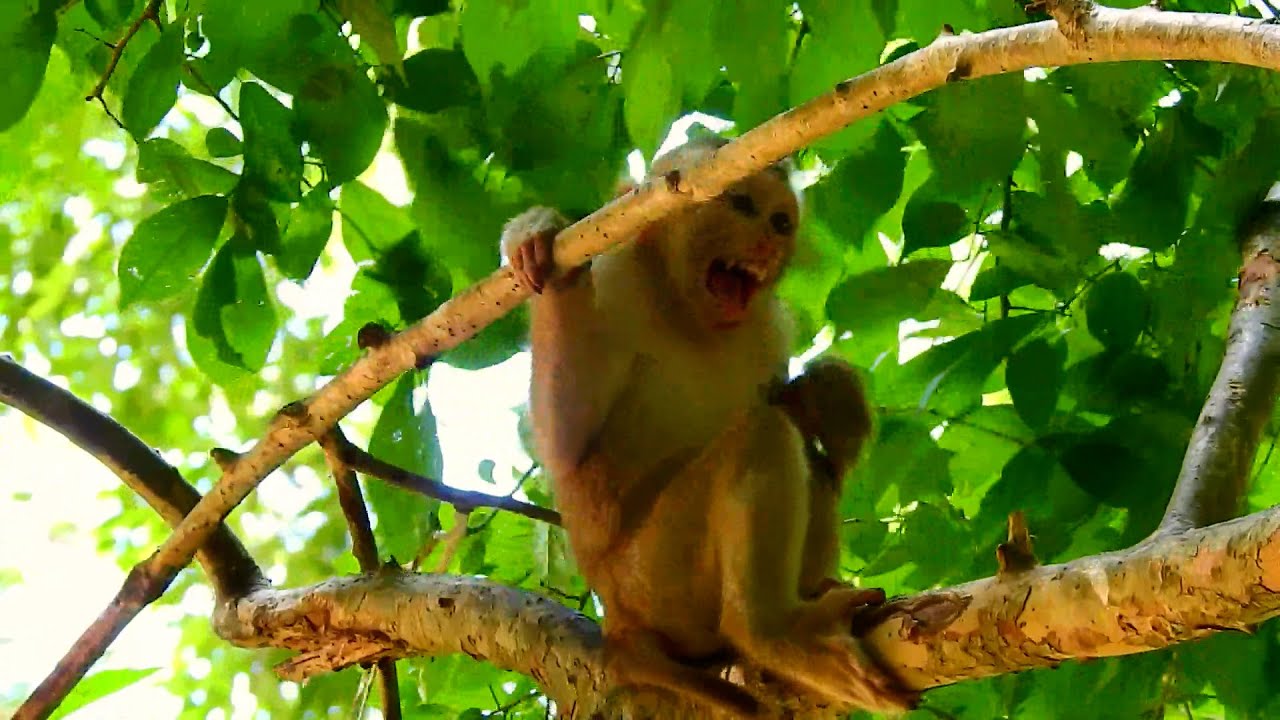 Tiny monkey crying loudly because of mother mom denied milk! - YouTube