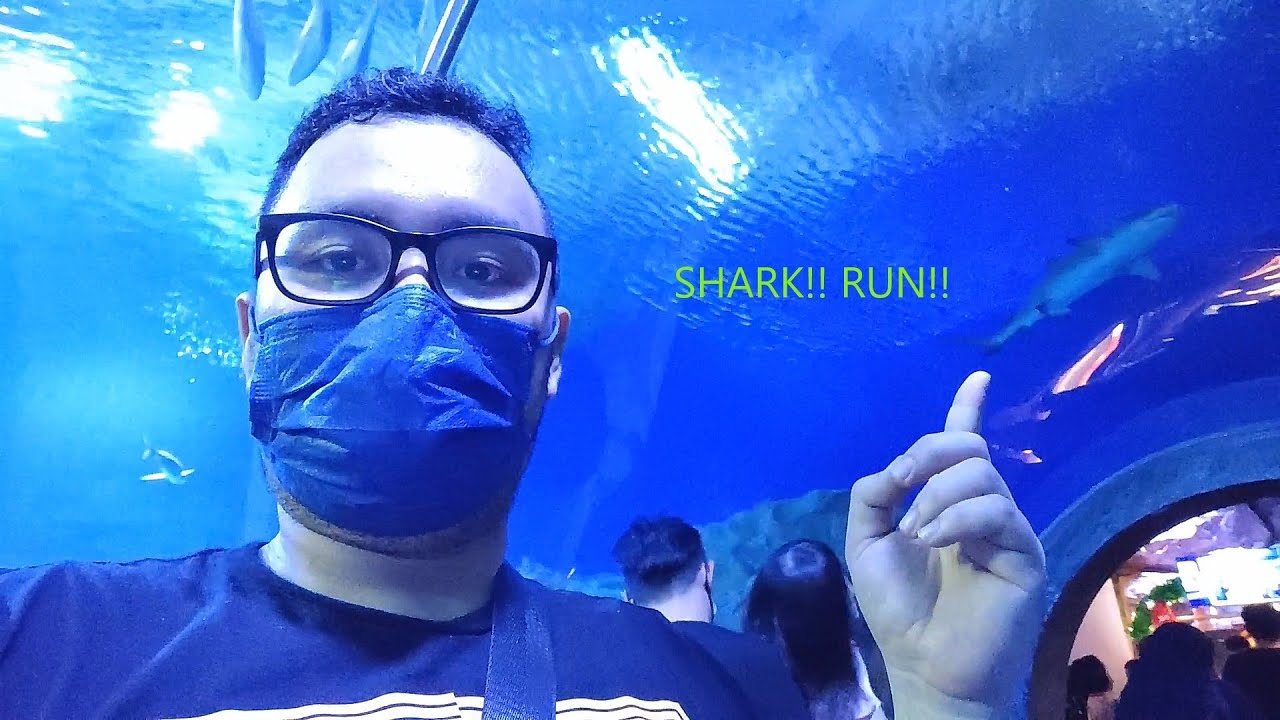 I went to Aquaria KLCC to see a real shark | Marine Life | Nemo ...