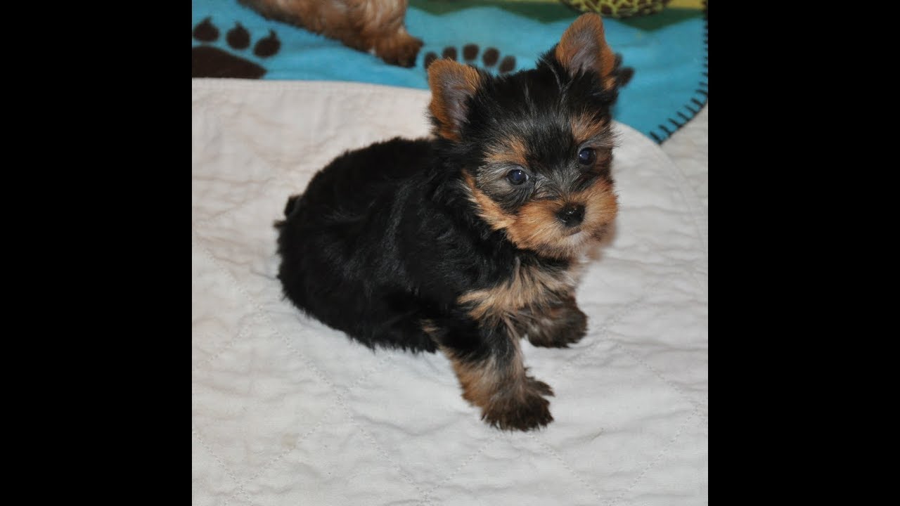 Yorkie Puppies 8 weeks old - YouTube