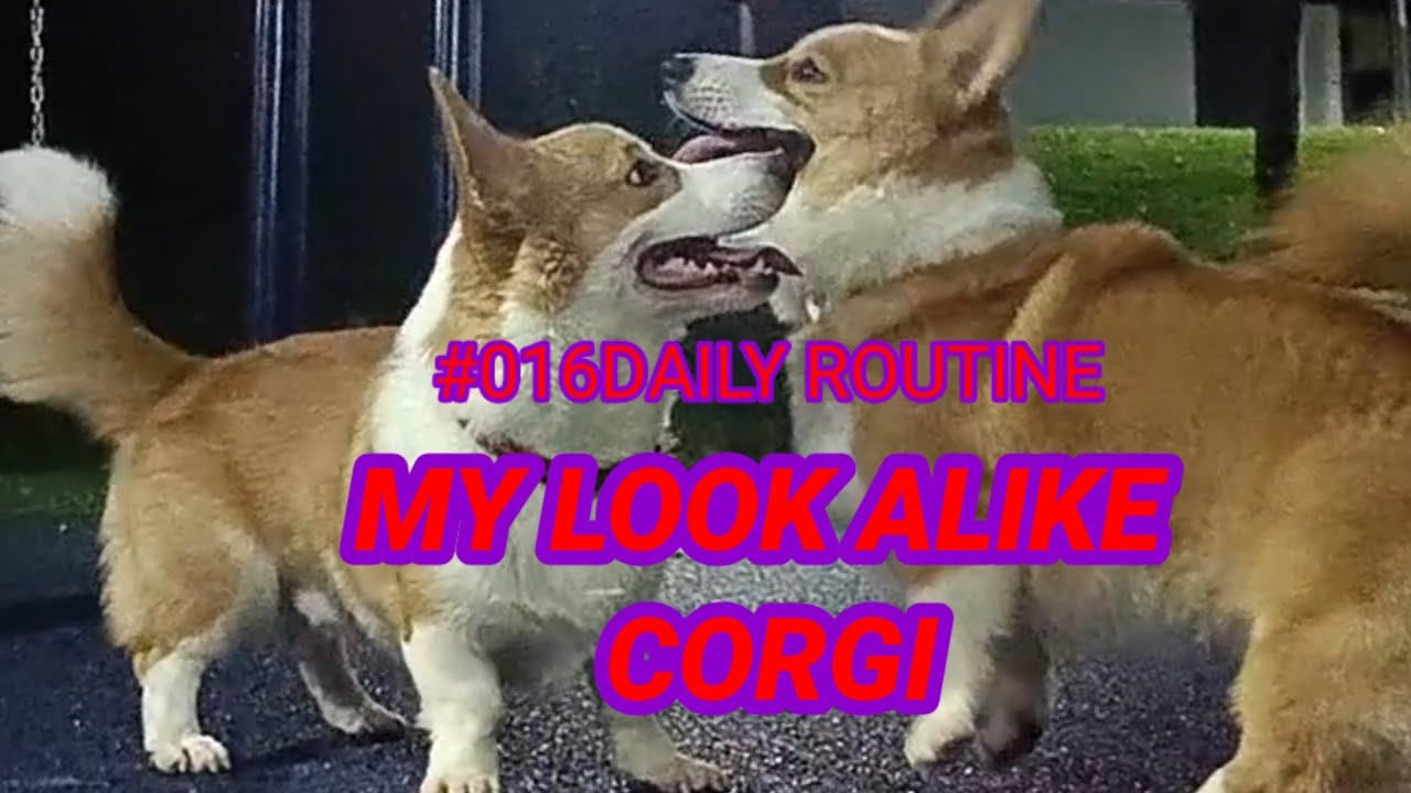 #016DAILY ROUTINE / MY LOOK ALIKE CORGI#viral#short#viral#explore#corgi ...
