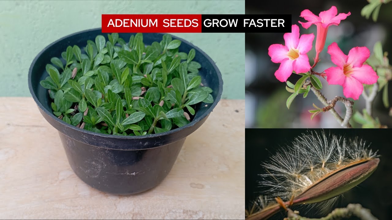 Cara Menyemai Biji Adenium Agar Tumbuh Menjadi Besar - YouTube