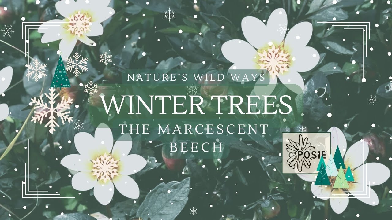 Winter Trees: The Marcescent Beech - YouTube