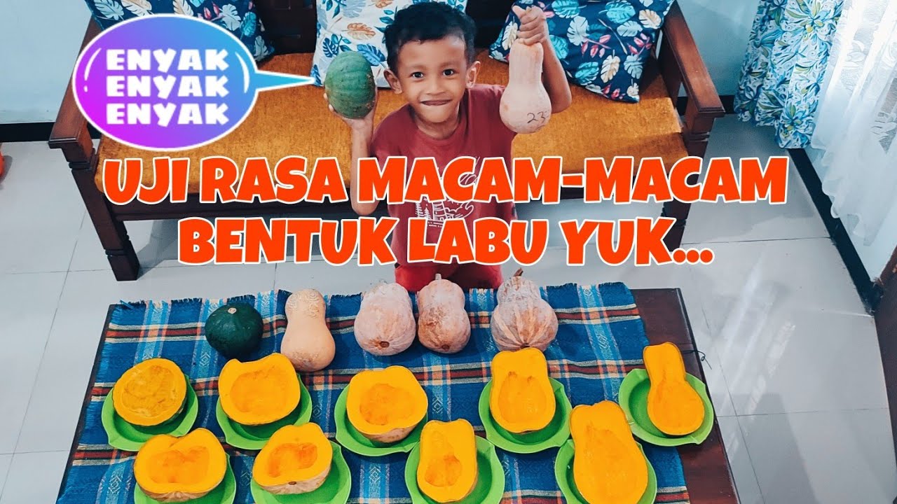 Uji Rasa Macam Bentuk Labu Turunan F1 (Waluh F2),,,, Enak Gak Ya ...