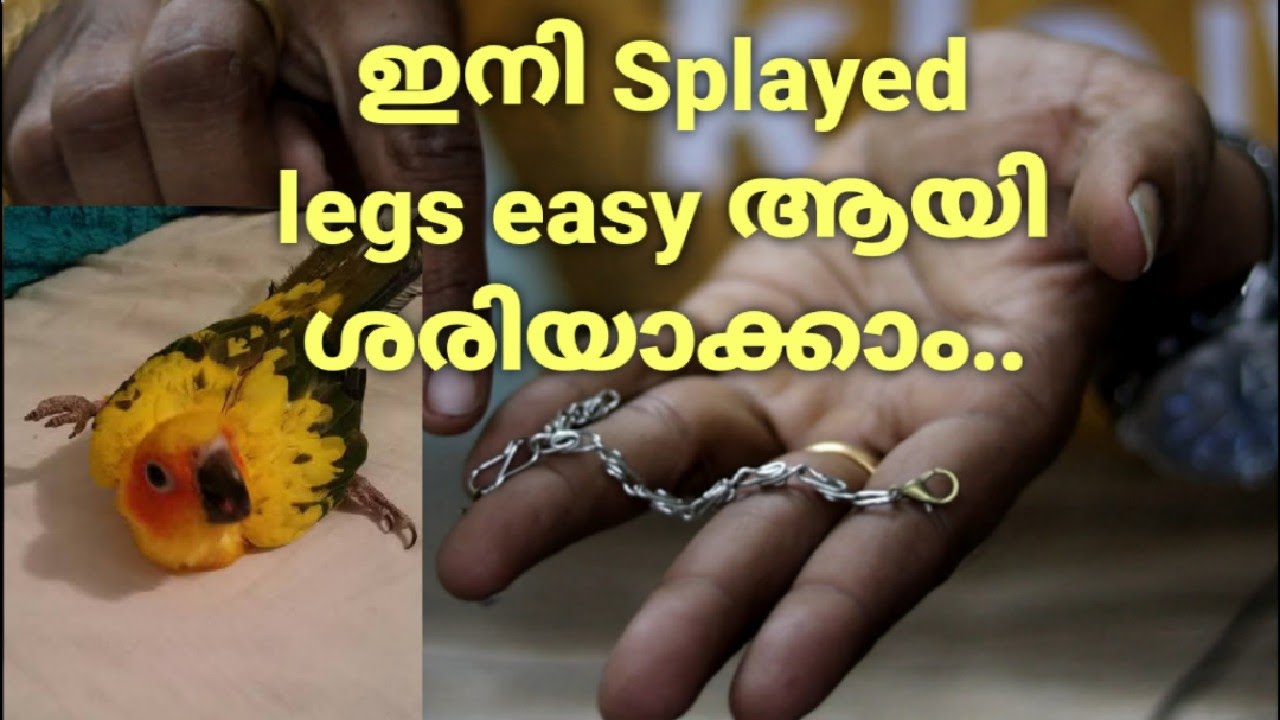 Leg clamps for correcting splayed legs..Leg chains for tamed birds..Sun ...