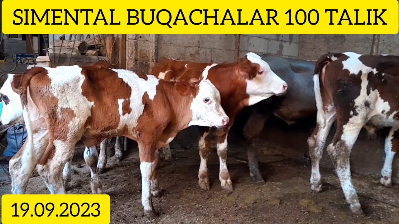 SIMENTAL BUQACHALAR SOTILADI ☎️ 93 192 73 33 ☎️ - YouTube